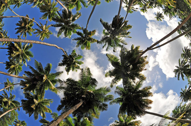 Le cocotier, arbre-roi des îles | evasion-patrimoine.fr